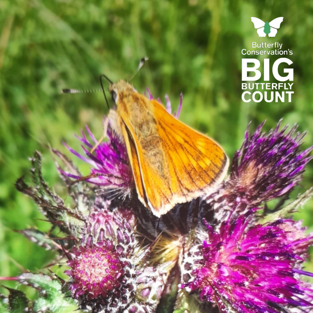 2023's Big Butterfly Count is underway | Tropical Butterfly House