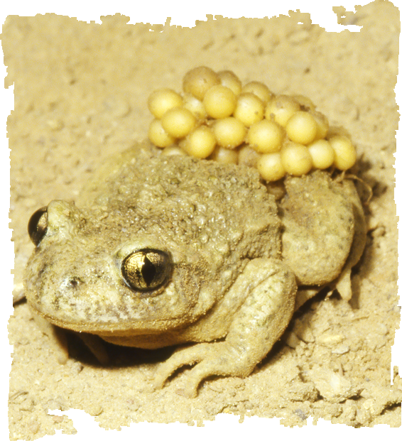 Index of /uploads/animals/portraits/exotic-creatures