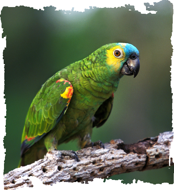 Index of /uploads/animals/portraits/spectacular-birds