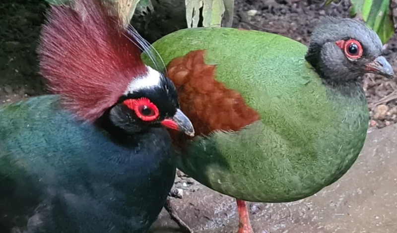 Our Red Crested Wood Partridge are enjoying a mealworm breakfast ...
