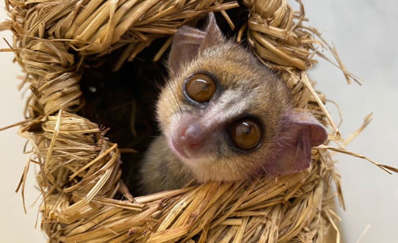 cute mouse lemur